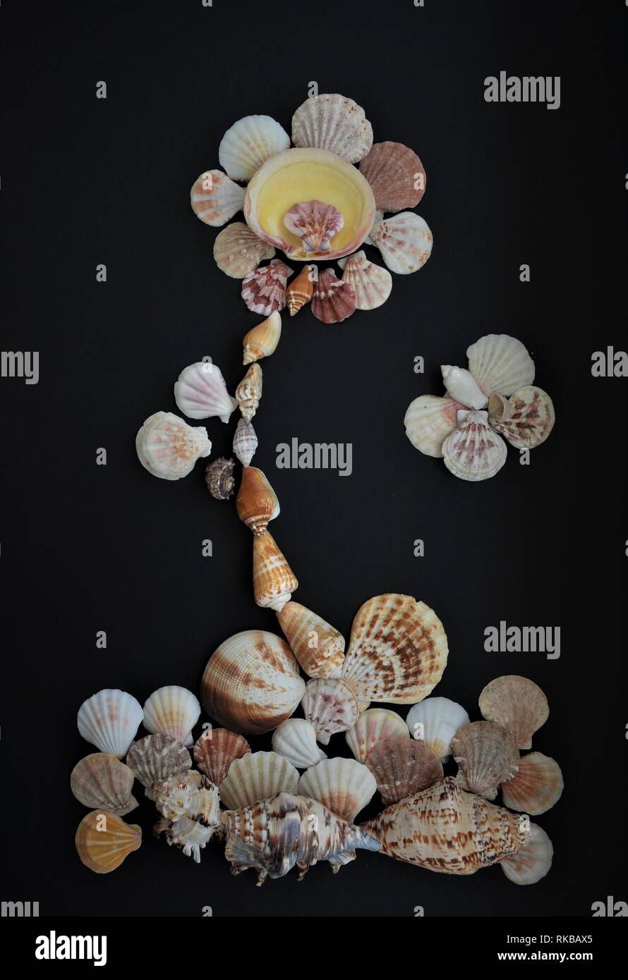 Picture made with shells hi-res stock photography and images - Alamy