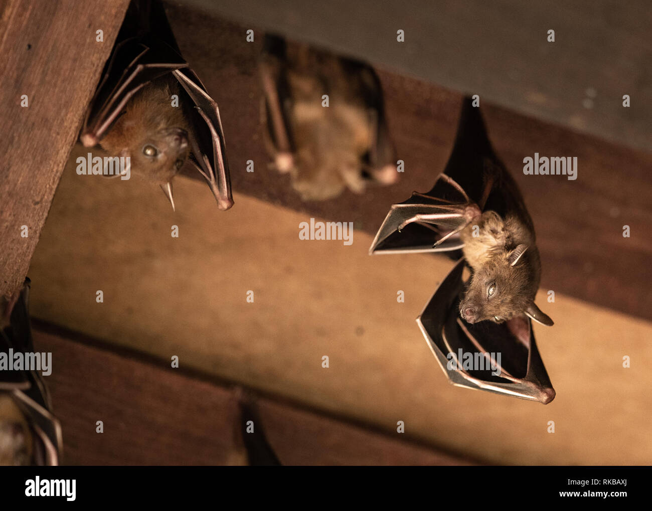 Fruit bat malaysia hi-res stock photography and images - Alamy