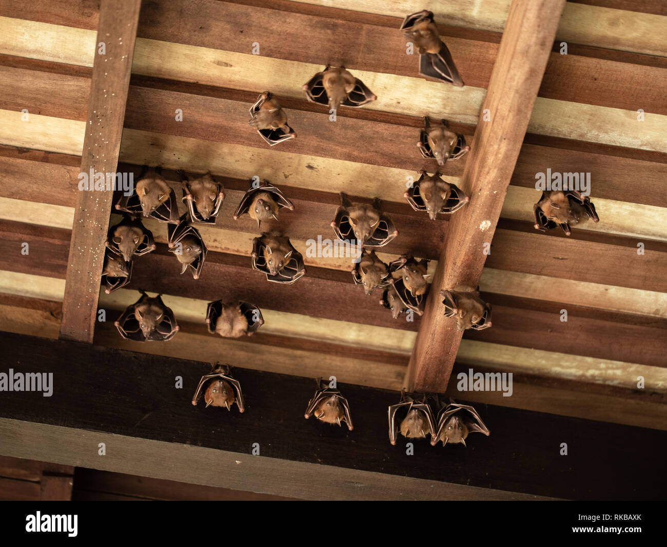 Lesser Dog-faced Fruit Bat, Cyneropterus brachyotis, hanging in a roof ...