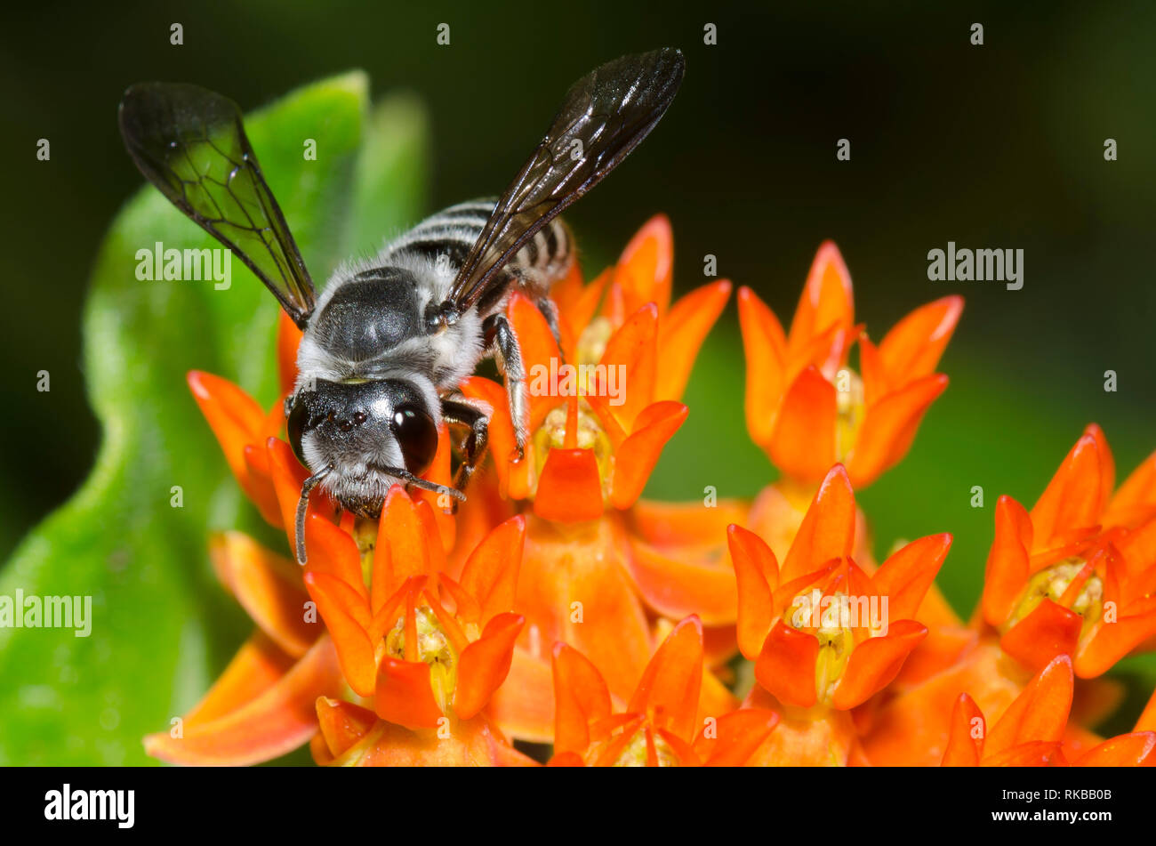 Leaf-cutter Bee, Megachile sp., on orange milkweed, Asclepias tuberosa ...