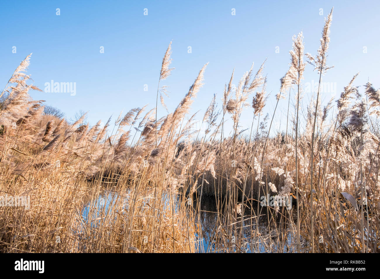 Reeds in water blowing in the breeze and catching the Winter morning ...
