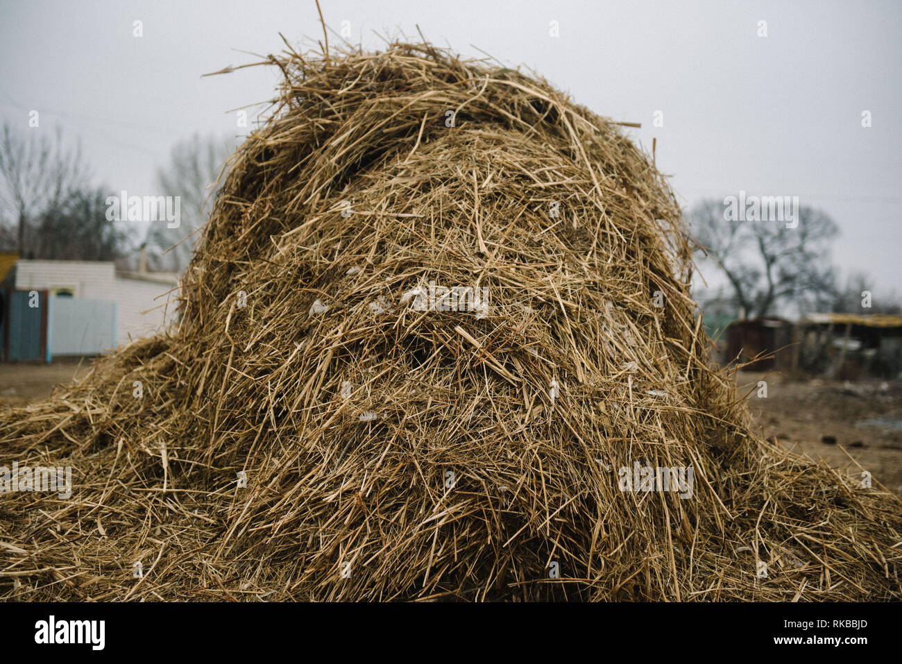 Yellow hay is lying on the ground Stock Photo - Alamy