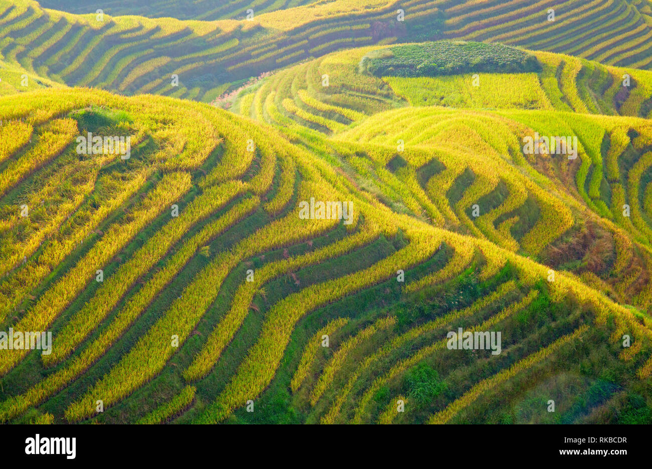 The Longsheng Rice Terraces(Dragon's Backbone) also known as Longji ...