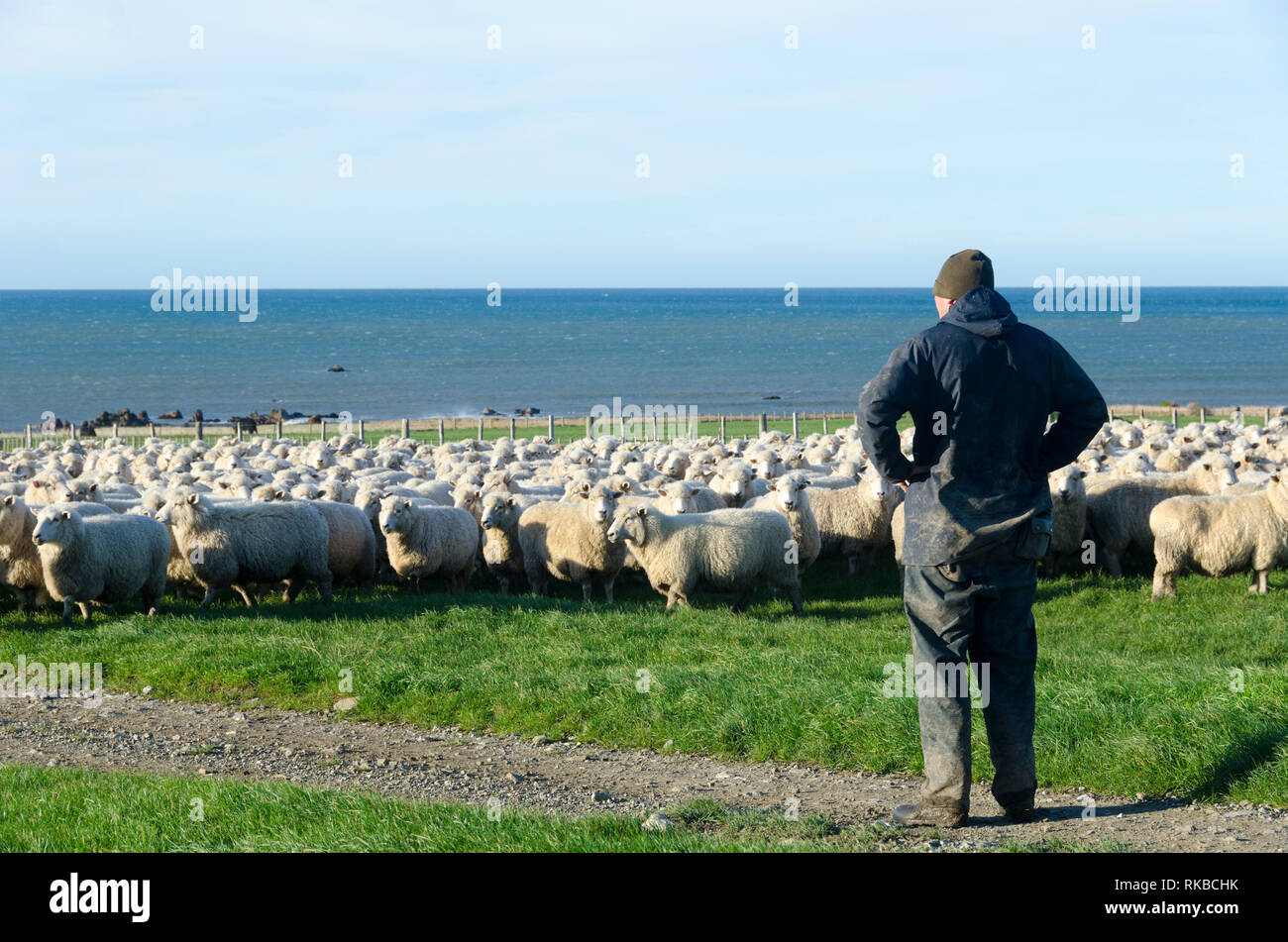 Sheep mustering hi-res stock photography and images - Alamy