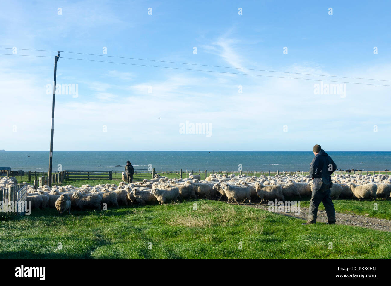 Mustering sheep hi-res stock photography and images - Alamy
