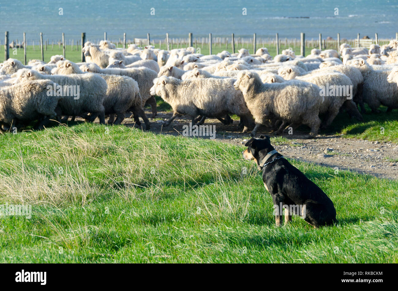 New Zealand Sheepdog High Resolution Stock Photography and Images - Alamy