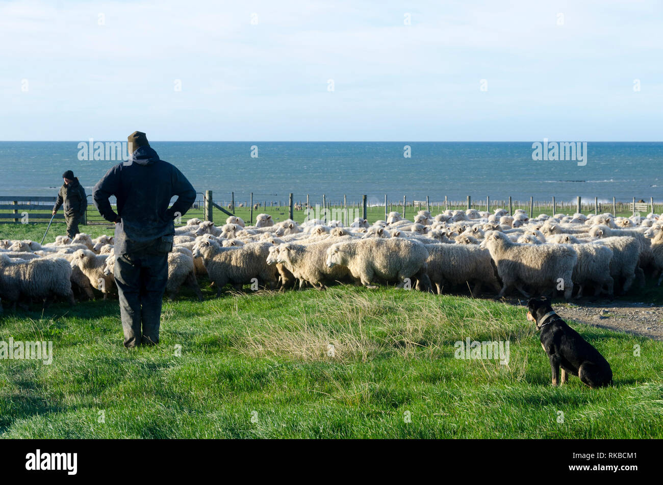 Mustering sheep, Glenburn, Wairarapa, New Zealand Stock Photo - Alamy