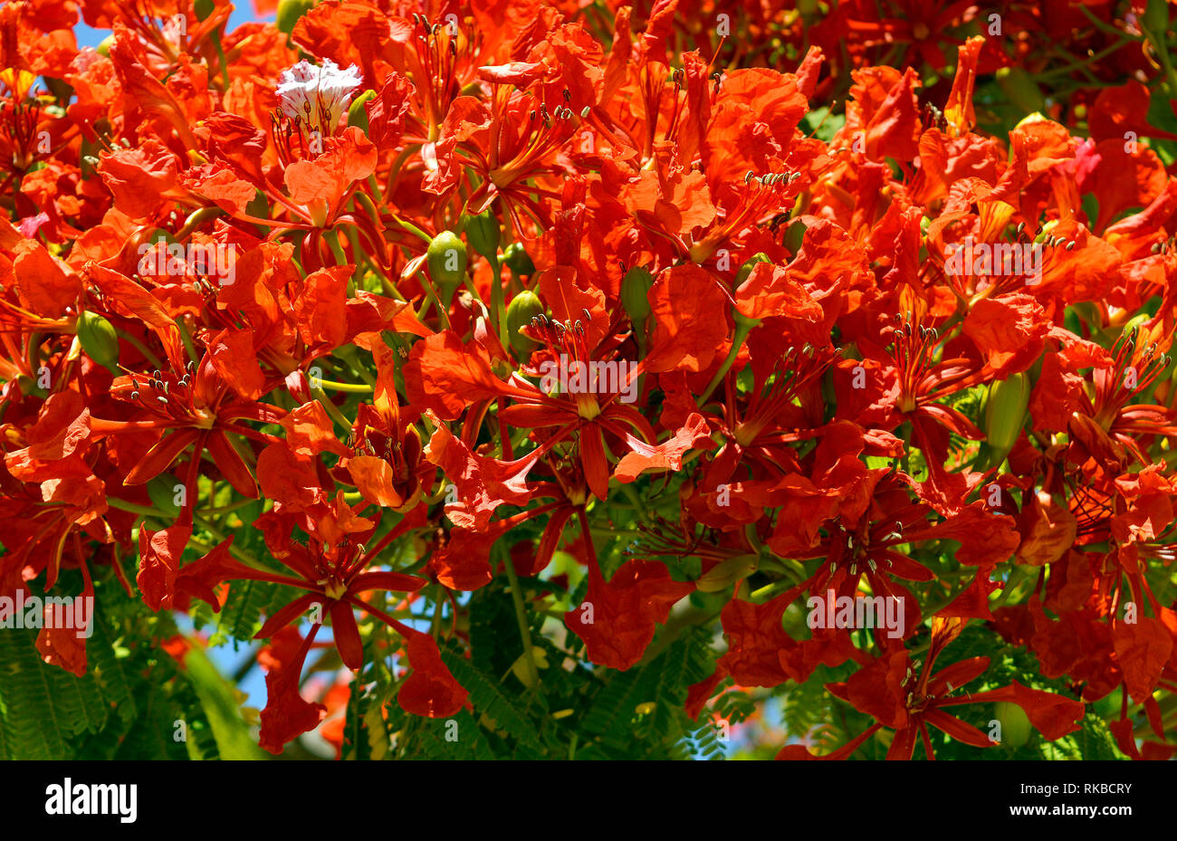 Flame of the forest tree hi-res stock photography and images - Alamy
