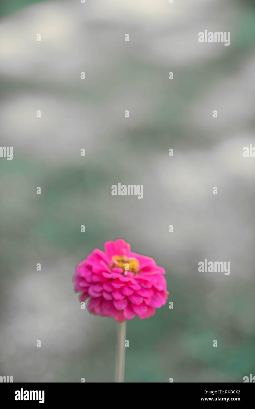 Beautiful flower in the garden on a spring day Stock Photo - Alamy