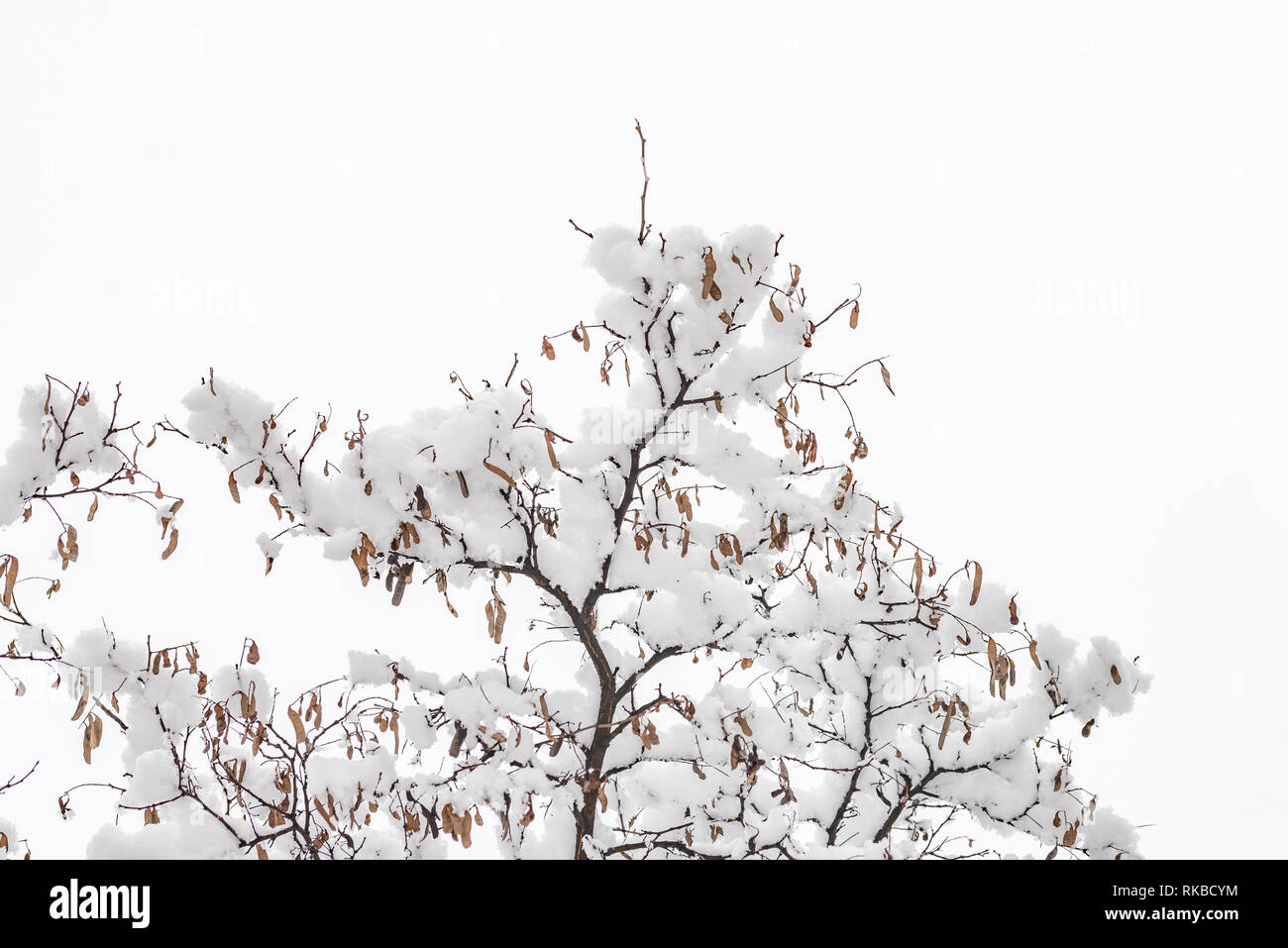 Acacia branch in snow winter hi-res stock photography and images - Alamy