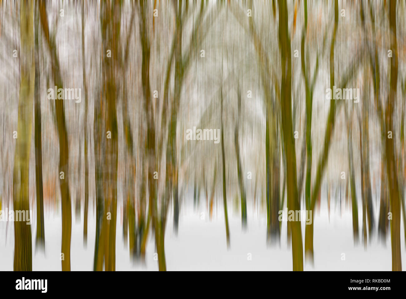 Motion blur effect of trees in a forest under the snow in winter Stock ...