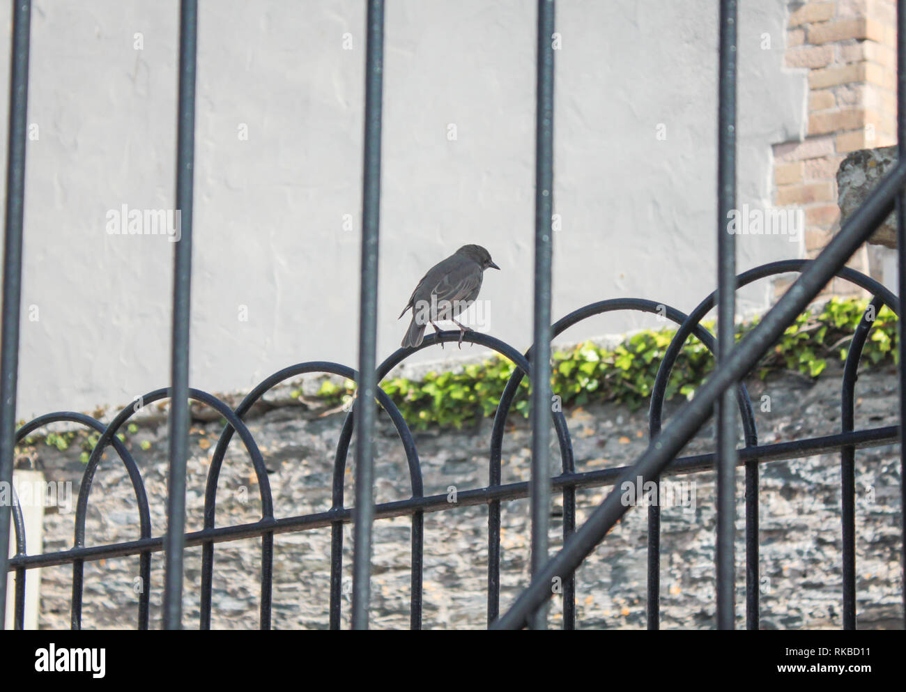 Big bird cage hi-res stock photography and images - Alamy