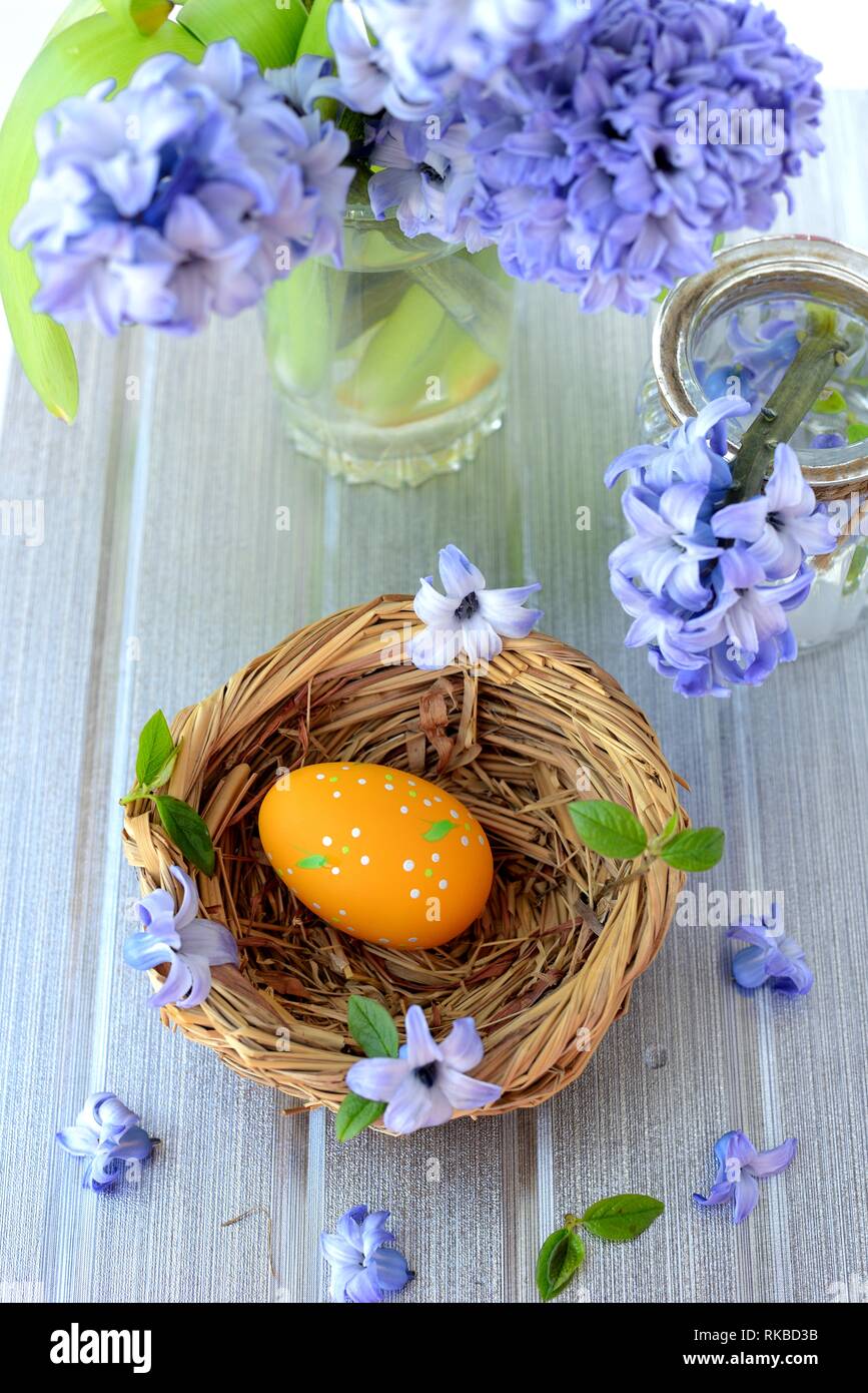 Blue eggs in nest hi-res stock photography and images - Alamy