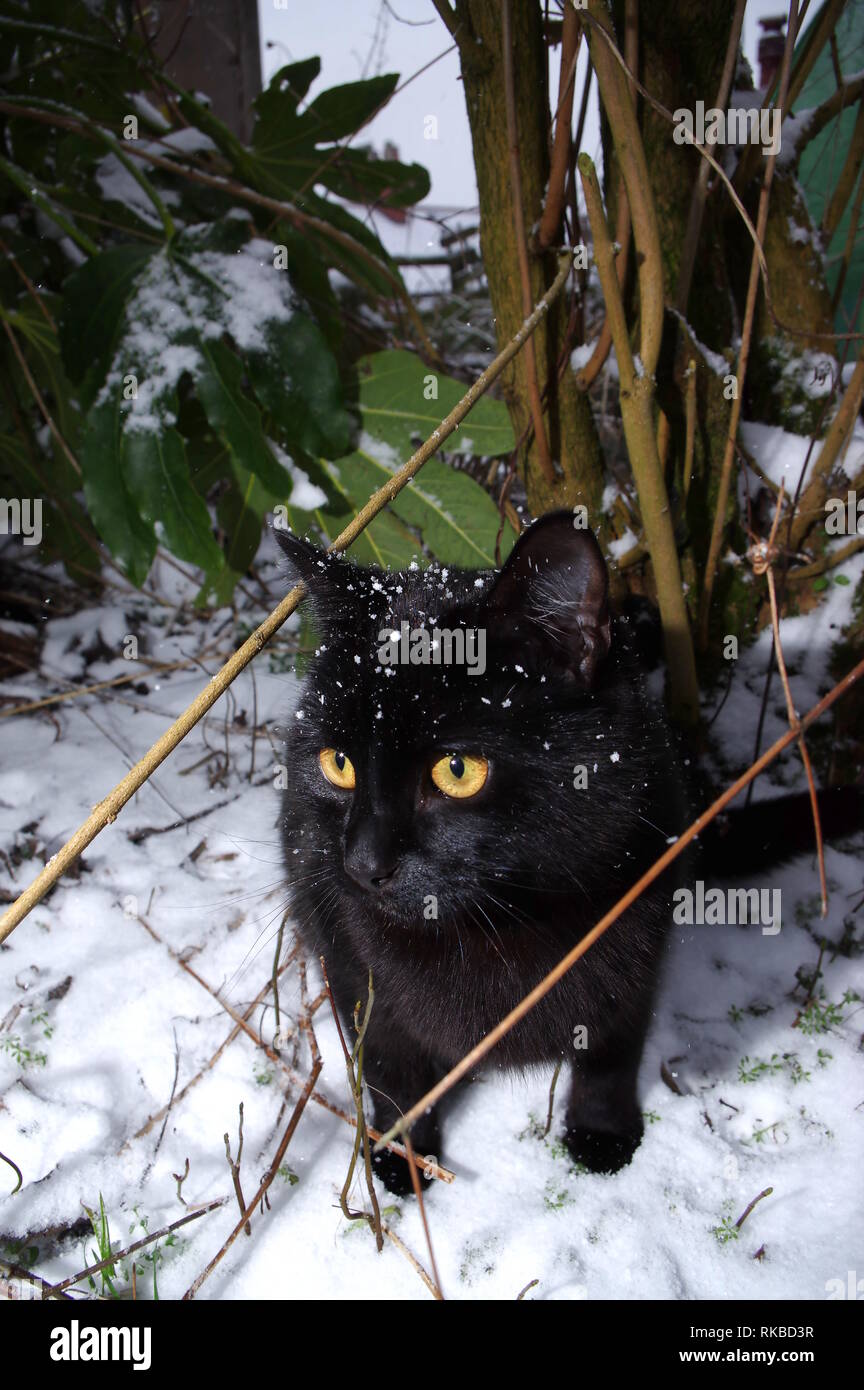 Black cat in snow Stock Photo - Alamy