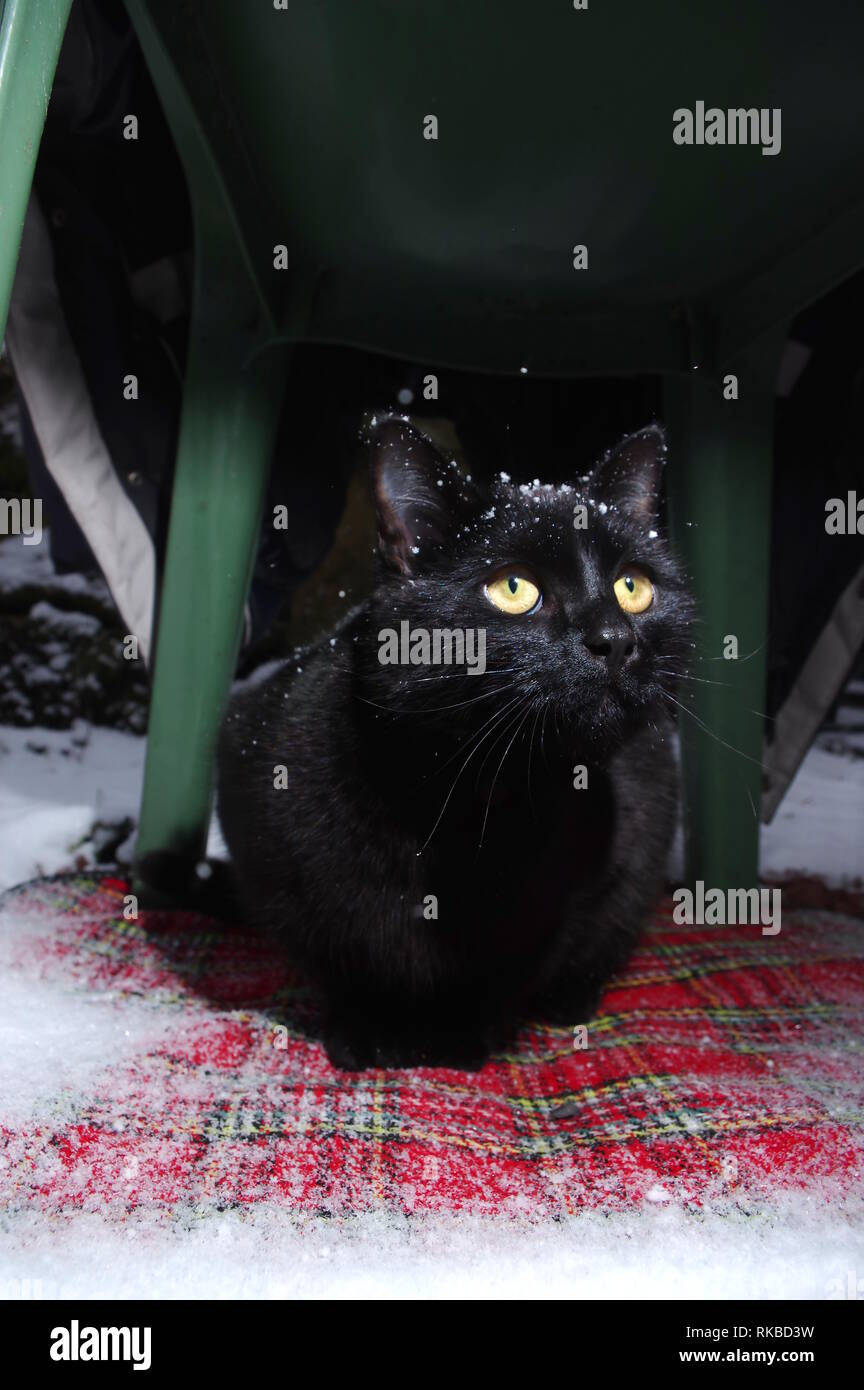 Black cat in snow Stock Photo - Alamy