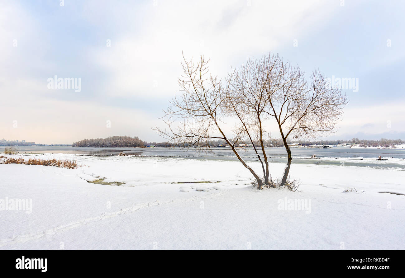 A willow close to the Dnieper river in Kiev, Ukraine, stands out ...
