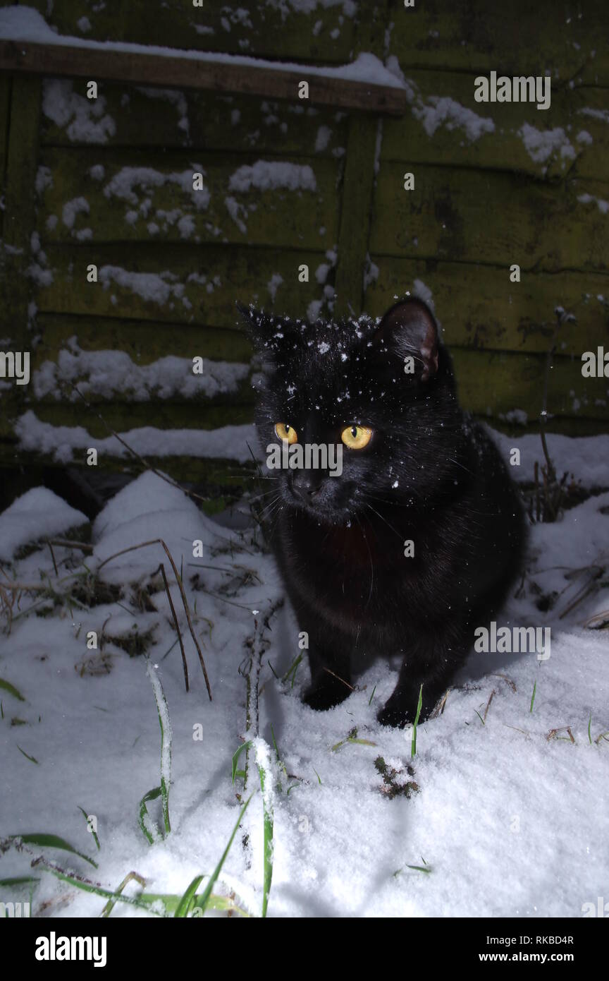 Black cat in snow Stock Photo - Alamy