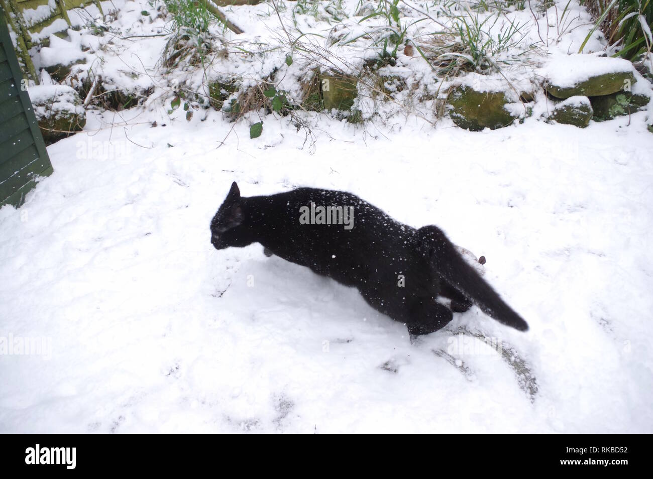 Black cat playing in snow Stock Photo - Alamy
