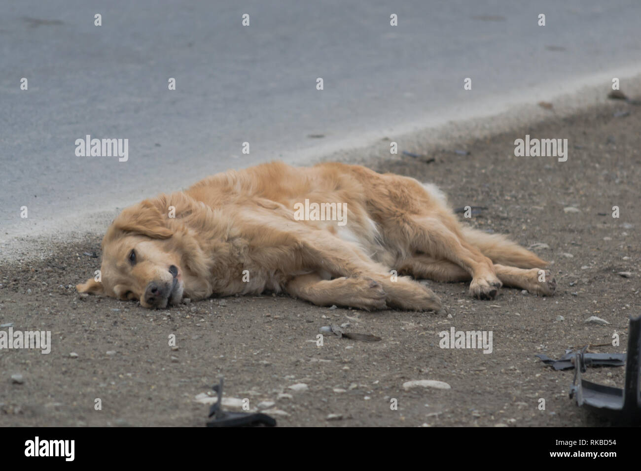golden dog dead on the edge of the road after being hit by the car, see ...
