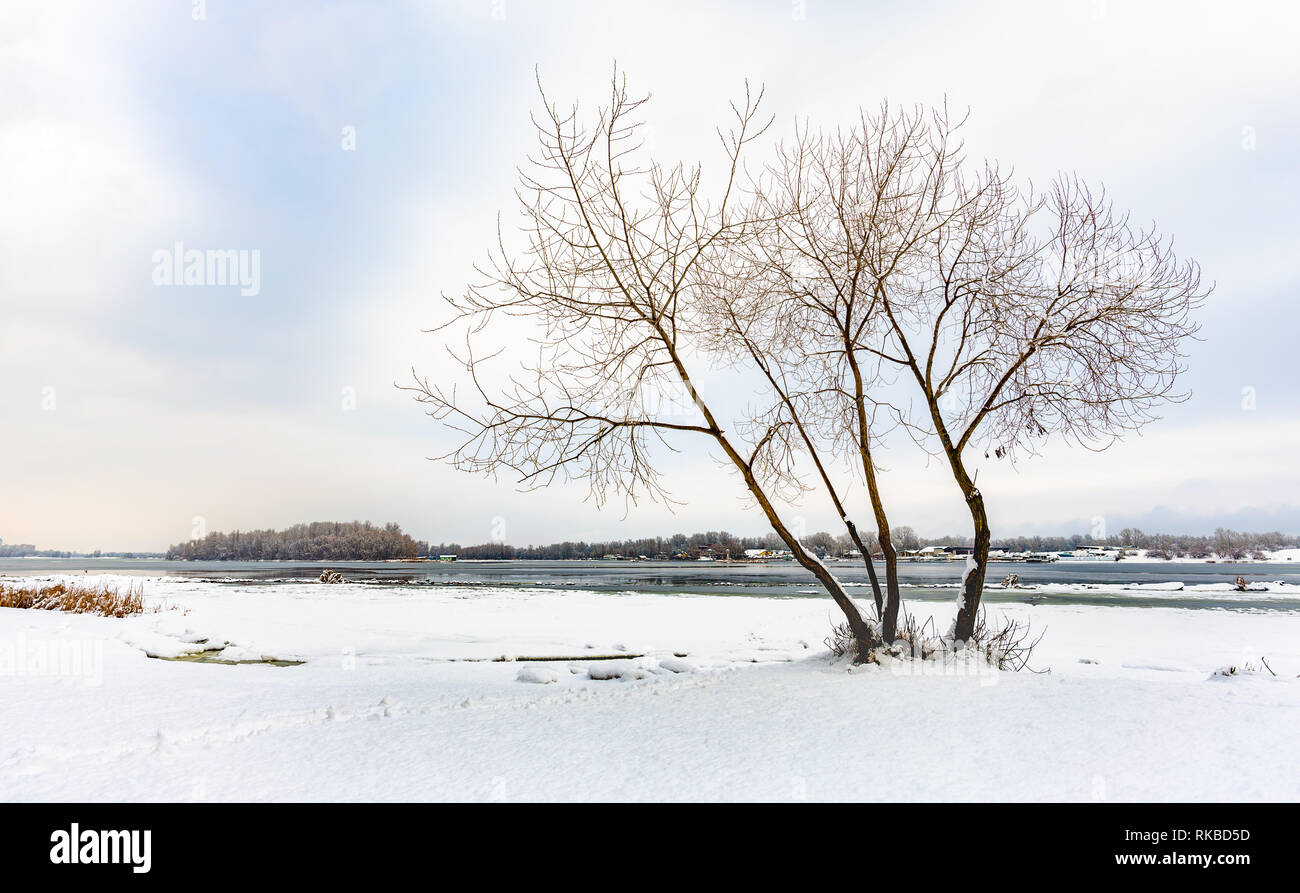 A willow close to the Dnieper river in Kiev, Ukraine, stands out ...