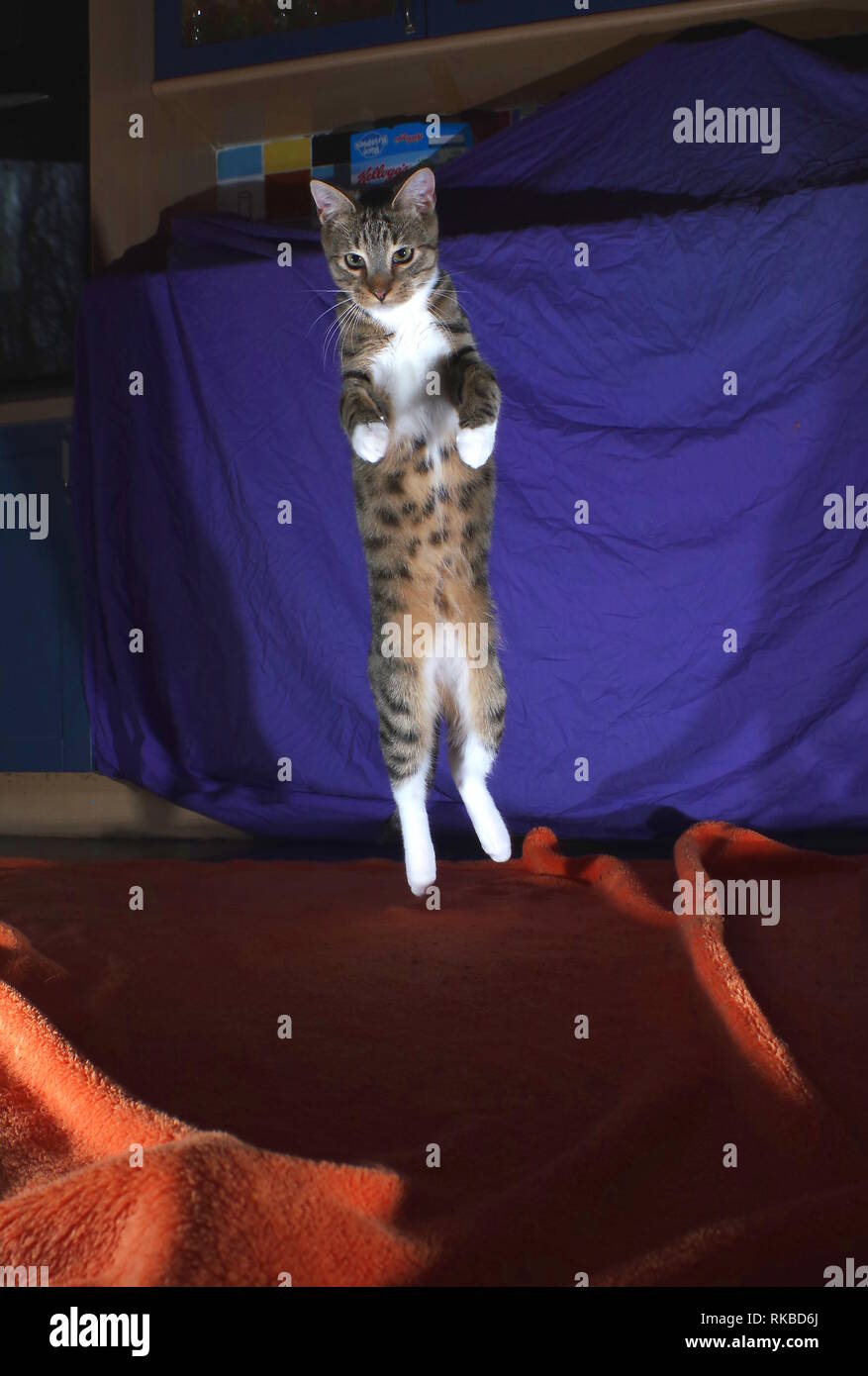 Tabby kitten playing with purple background Stock Photo - Alamy