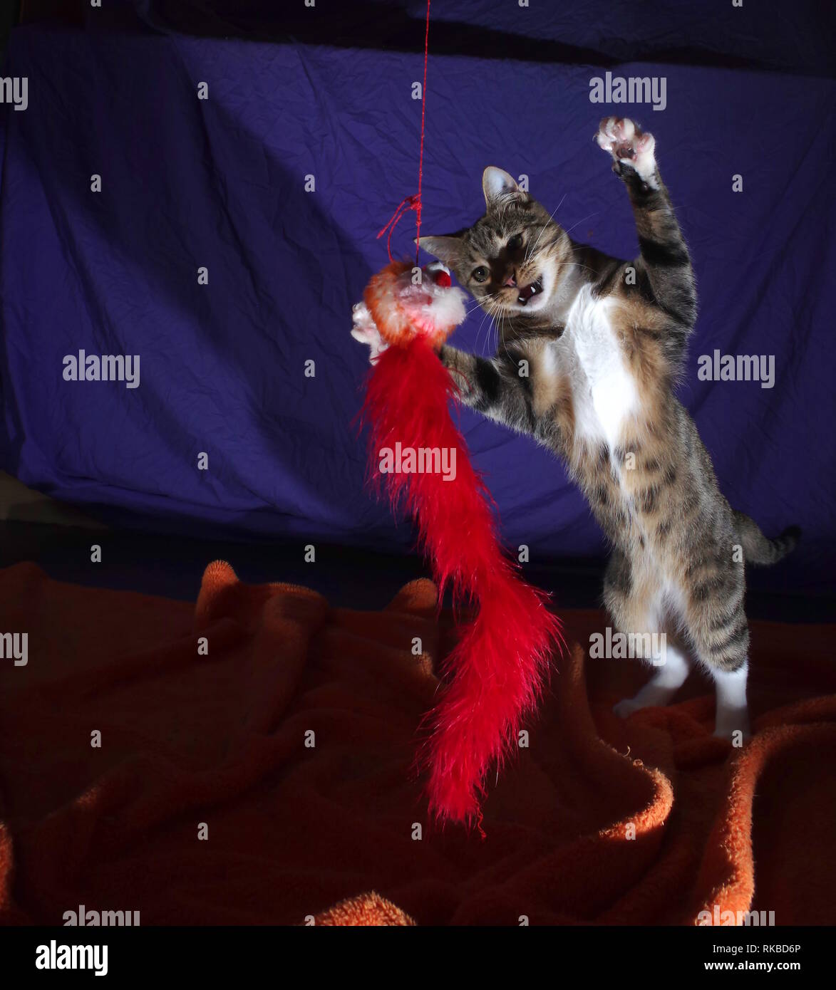 Tabby kitten playing with purple background Stock Photo - Alamy