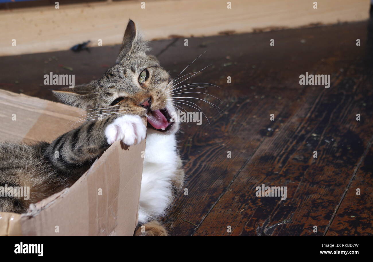 Chewing cardboard hi-res stock photography and images - Alamy