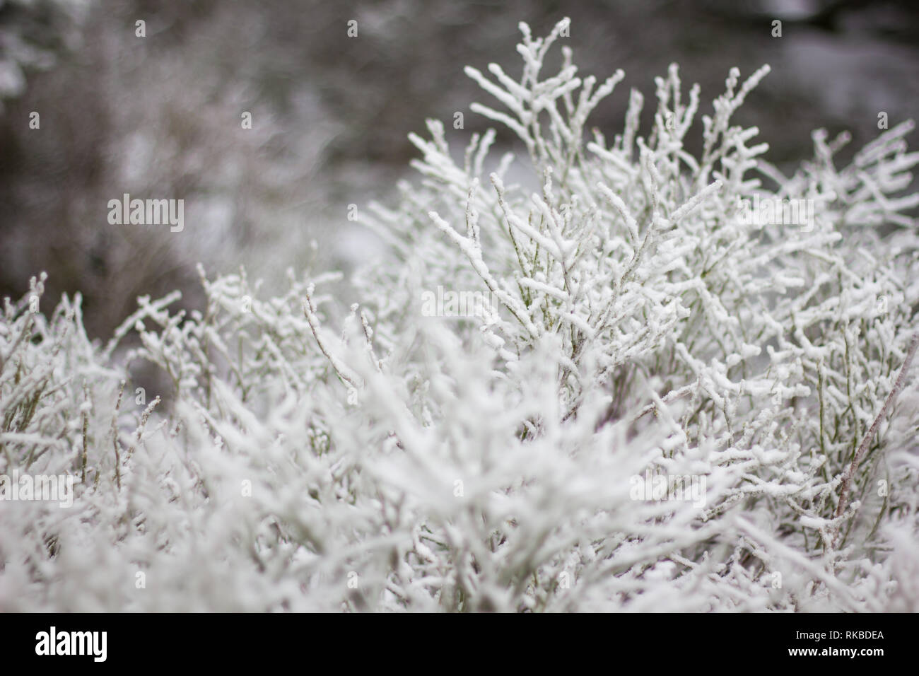 Frozen bushes hi-res stock photography and images - Alamy