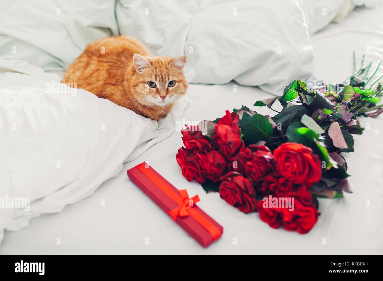 Cat with rose hi-res stock photography and images - Alamy