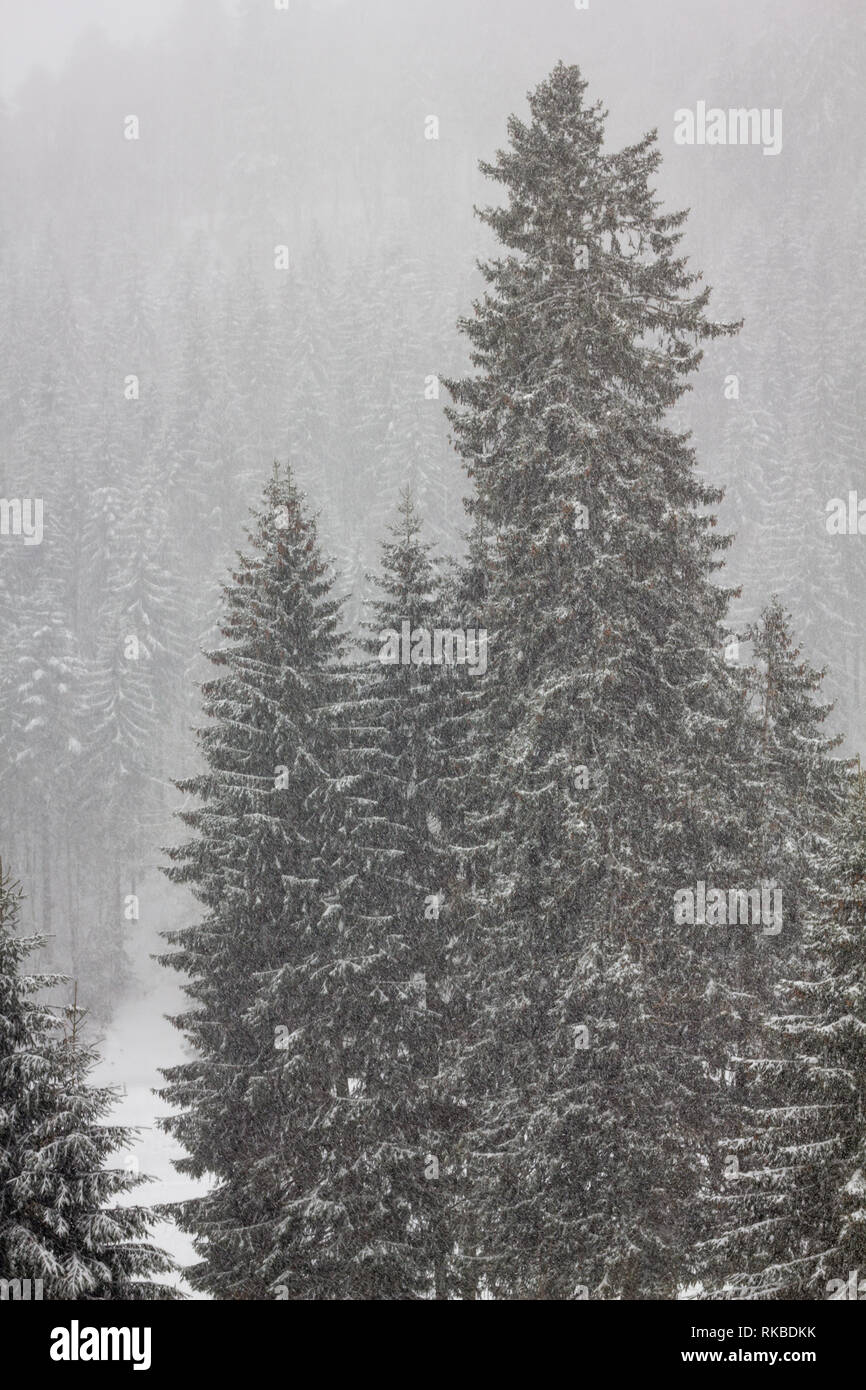 Big trees with snow hi-res stock photography and images - Alamy