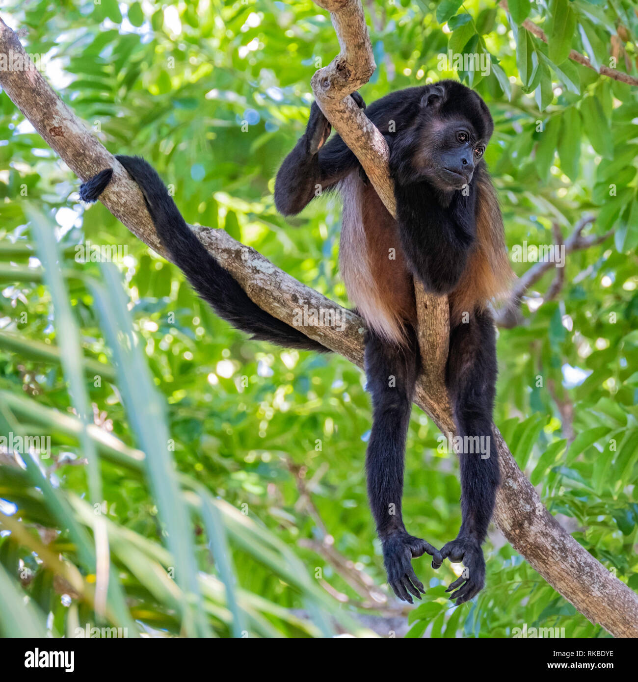 A howler monkey in Guanacasta, Costa Rica relaxes in a tree with his ...