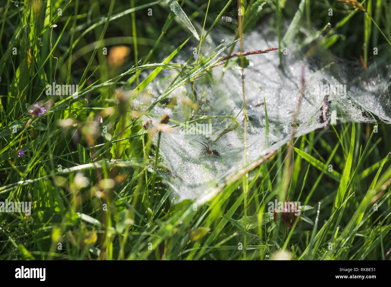 Spider web in wild green grass at countryside. Horizontal color ...