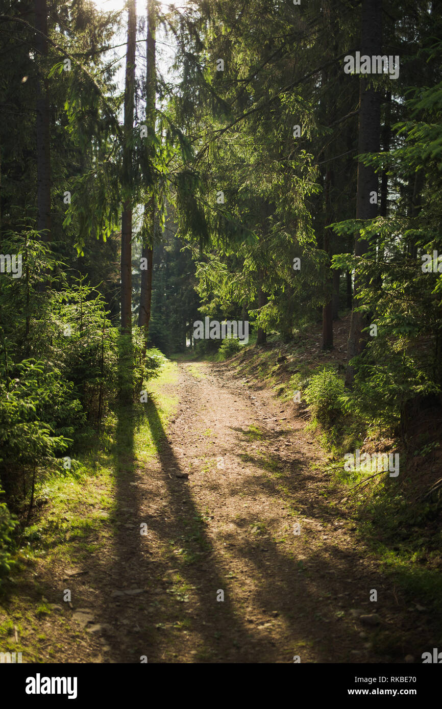 Soil road through old forest with tall evergreen coniferous trees and ...