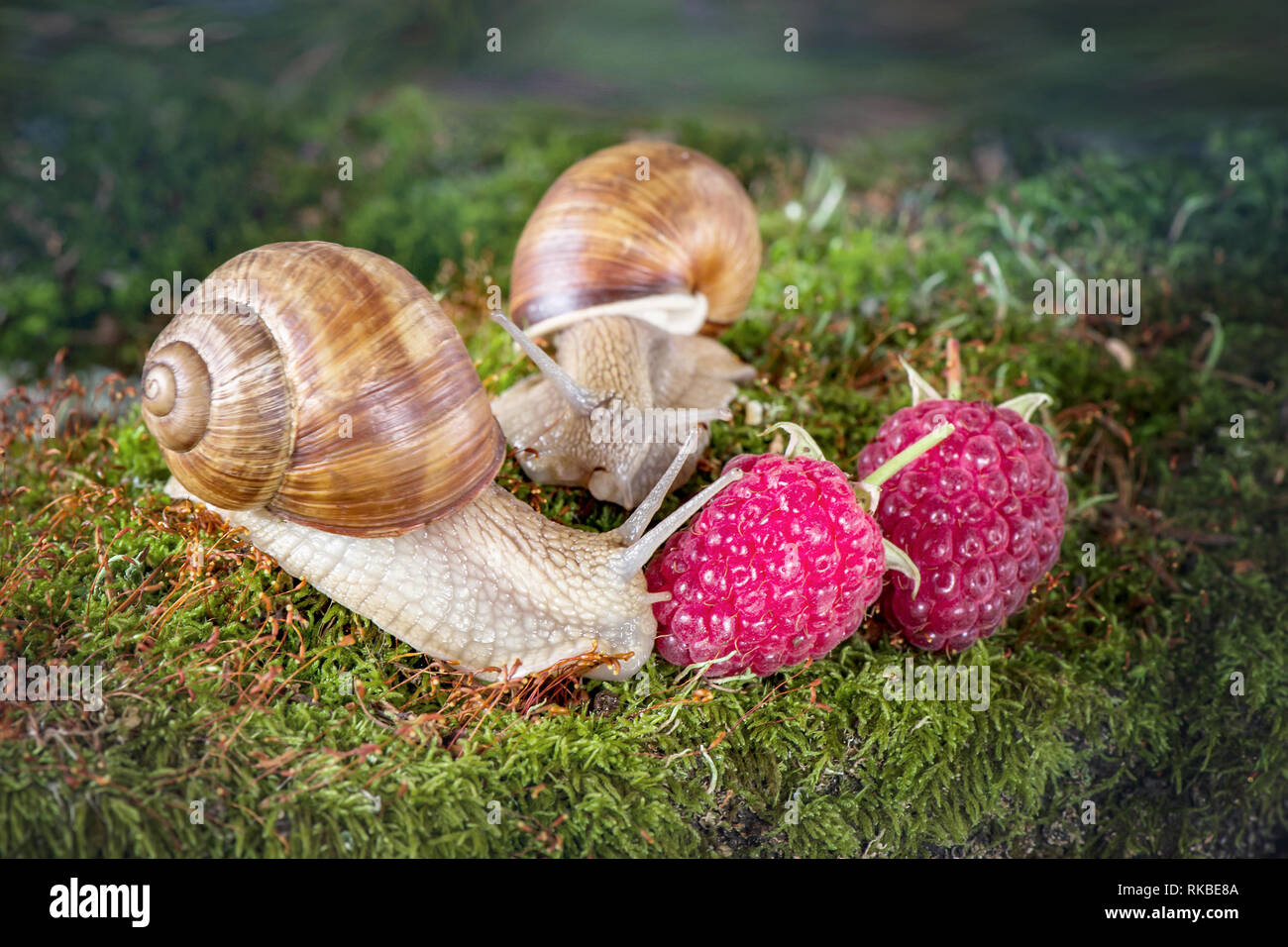 two snail crawling on the moss and raspberries in the forest Stock ...