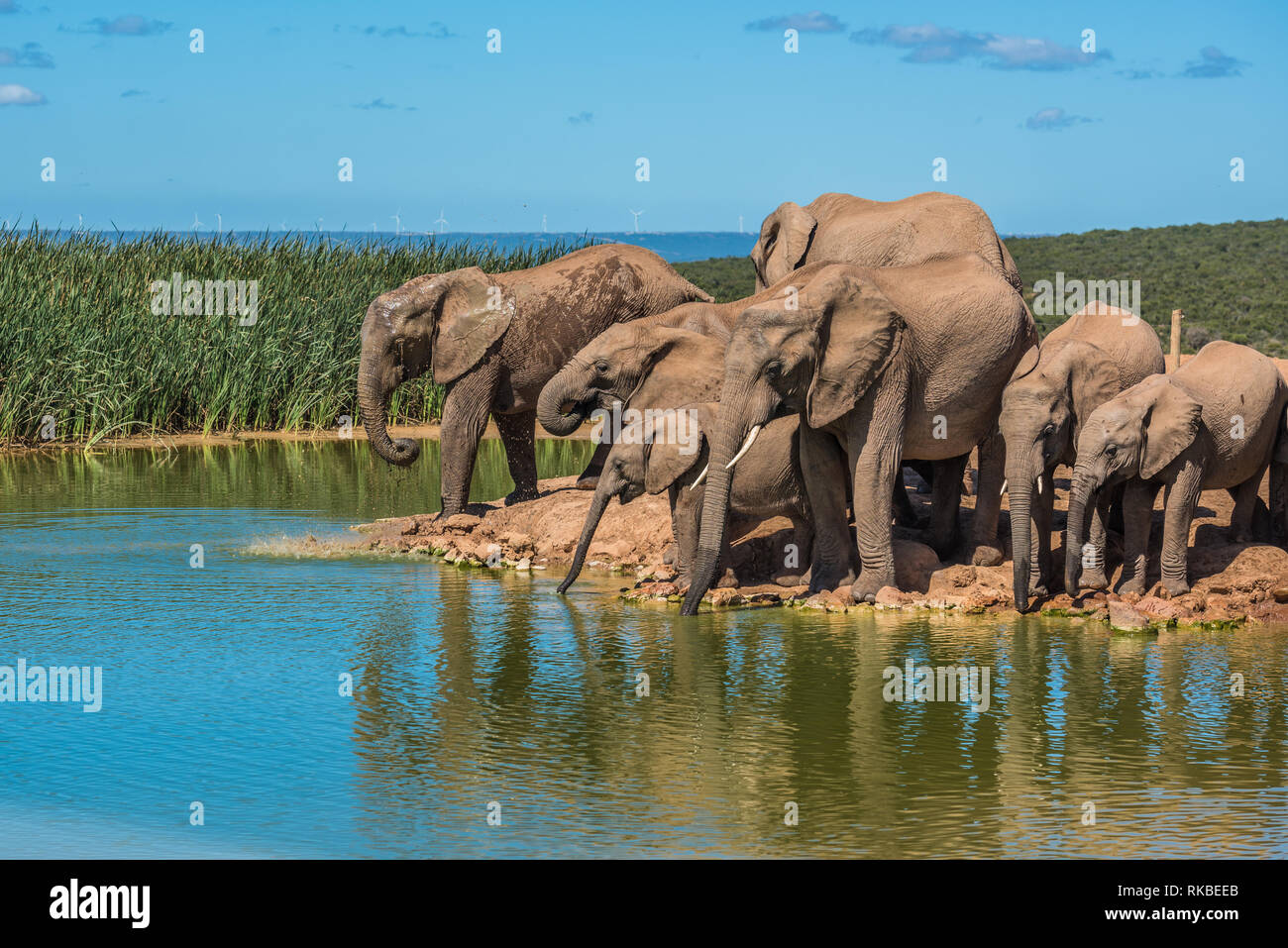 Watering hole africa savanna hi-res stock photography and images - Alamy