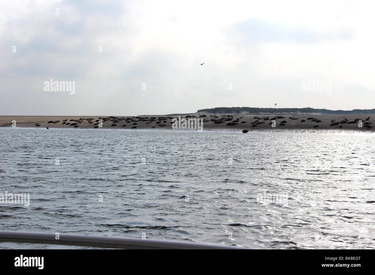 image of wild animals seals seal on silt sailing animals in national ...