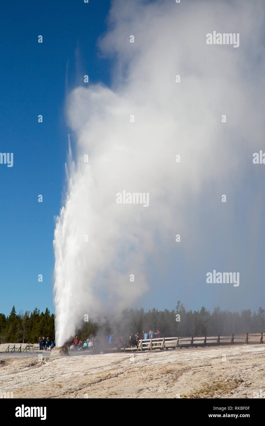 Geyser eruption in the Yellowstone national park, USA Stock Photo - Alamy