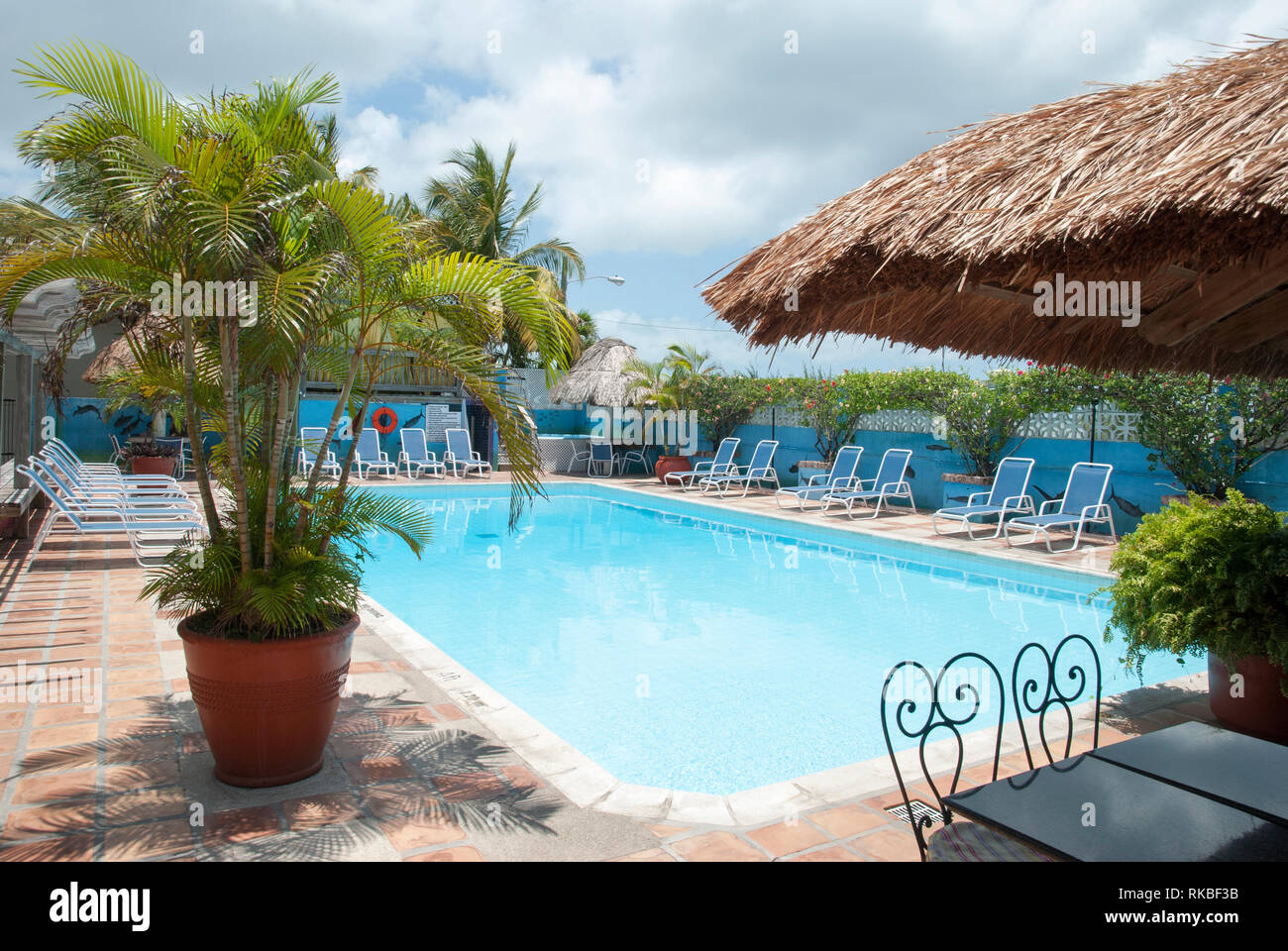The empty pool surrounded by tropical greenery in Belize City (Belize ...
