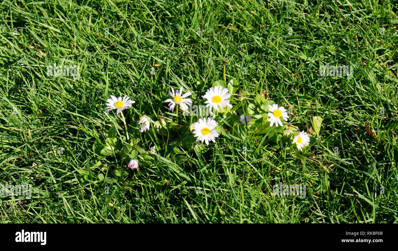 Flowers at Rest Stock Photo - Alamy