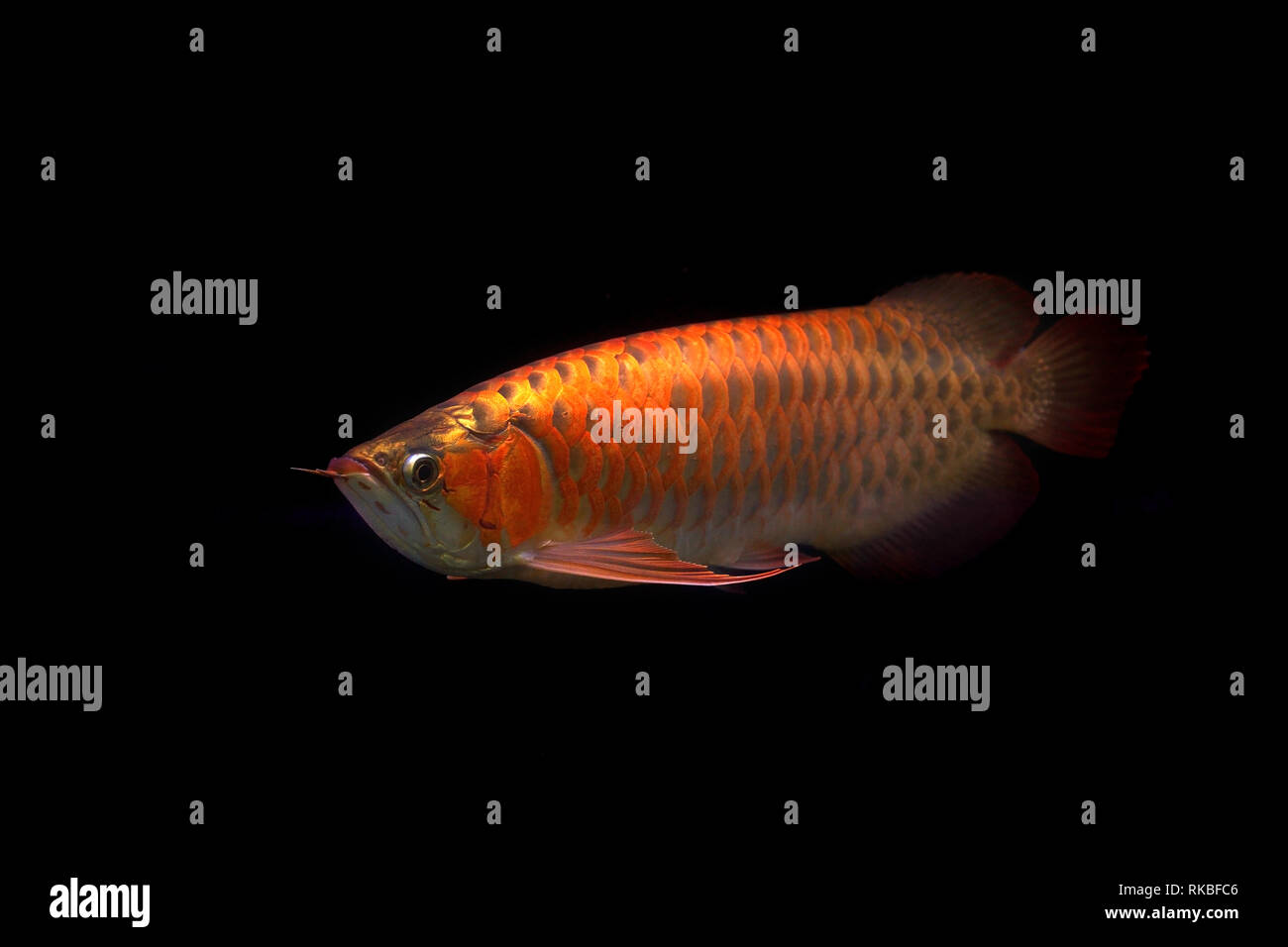 beautiful arowana fish isolated on black background Stock Photo - Alamy