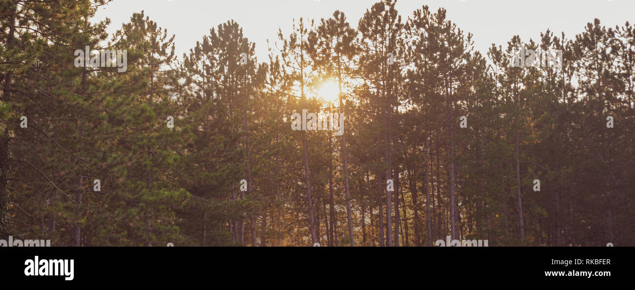 sun that filters through the woods at sunset Stock Photo - Alamy