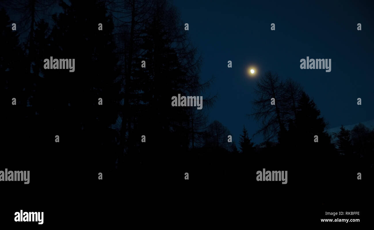 night with moon among trees silhouette Stock Photo - Alamy