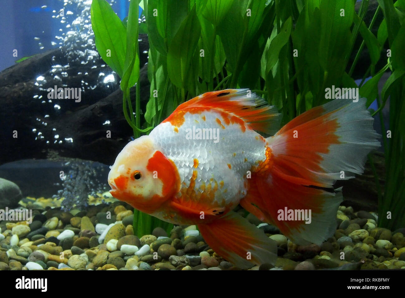 ranchu or goldfish fish in the aquarium Stock Photo - Alamy
