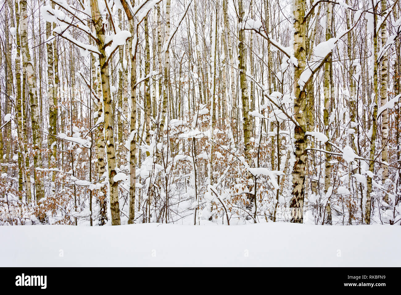 Winter landscape with trees Stock Photo - Alamy