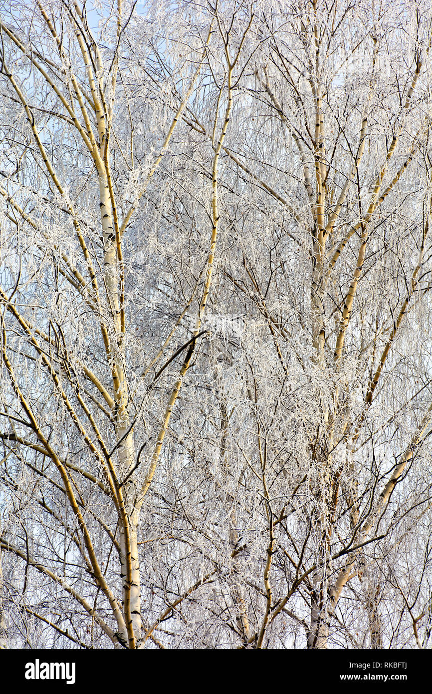 Frozen branches of a birch in winter Stock Photo - Alamy