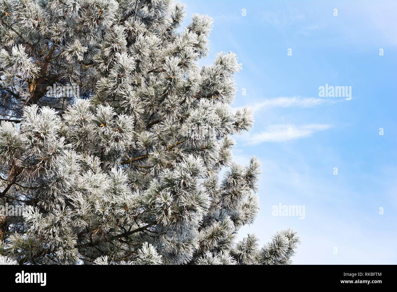 Frosted pine hi-res stock photography and images - Alamy