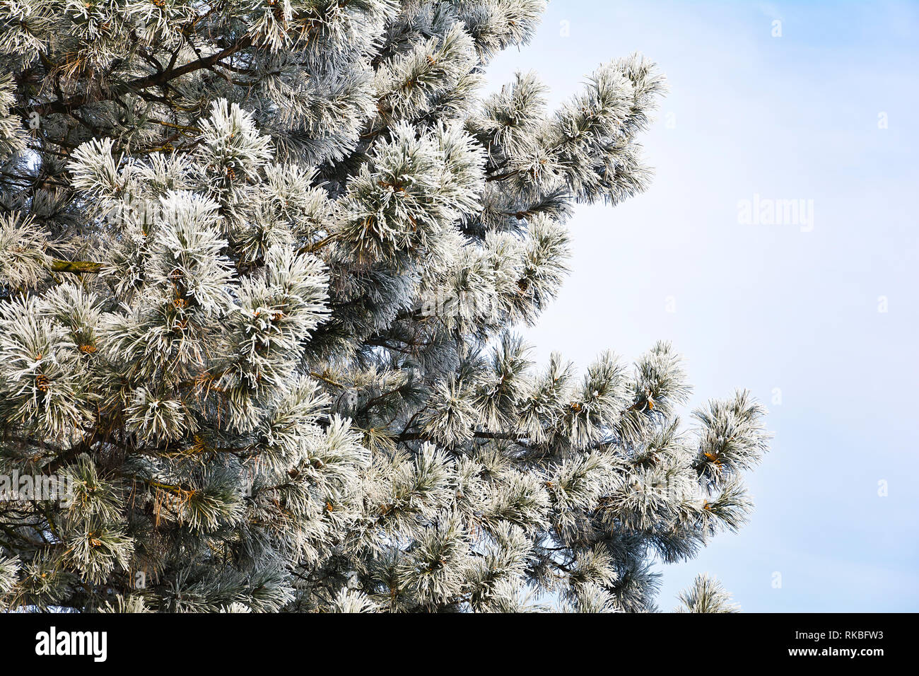 Frosted pine hi-res stock photography and images - Alamy