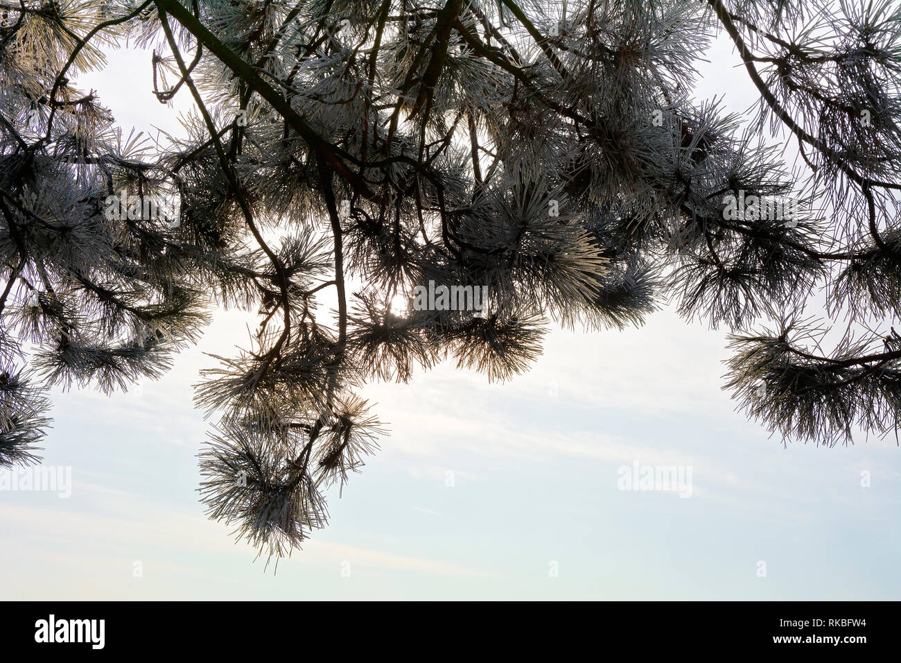 Frosted pine tree hi-res stock photography and images - Alamy