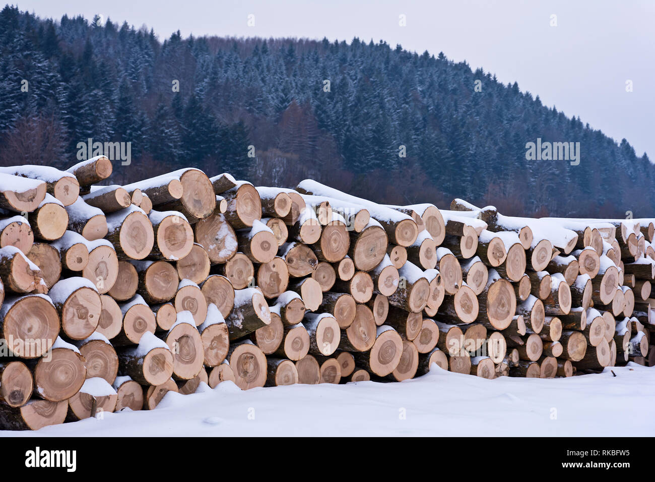 Pile of logs in forest Stock Photo - Alamy