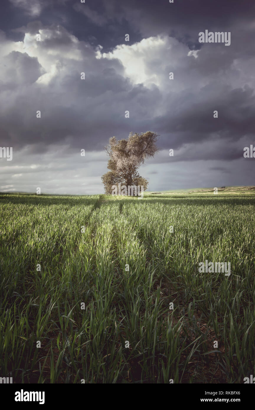 Single Tree In A Field During A Storm